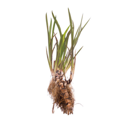 Acorus calamus - Características, Usos y Beneficios - Fitoterapia ...